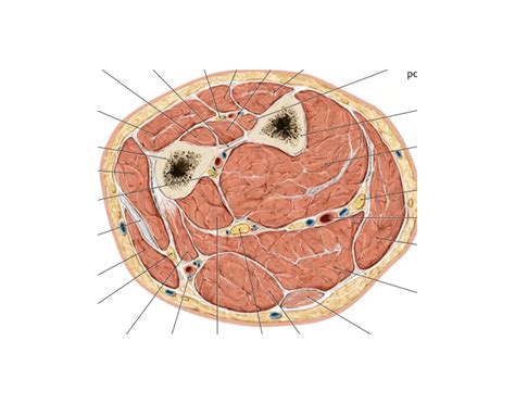 Forearm Cross Section Quiz