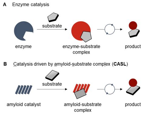 A Illustration To Explain Substrate Specificity Of Enzyme Catalysis