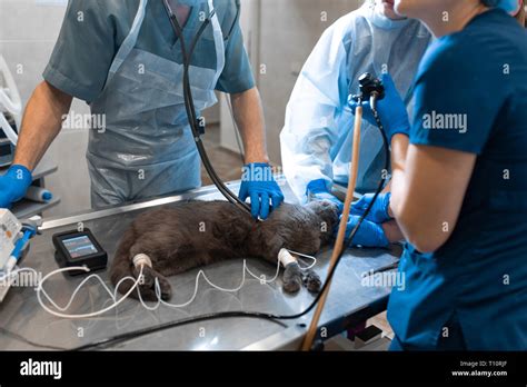 cat under general anesthesia on the operating table. Pet surgery Stock Photo - Alamy