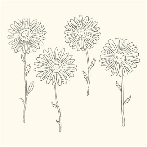 손으로 그린 데이지 개요 그림 프리미엄 벡터