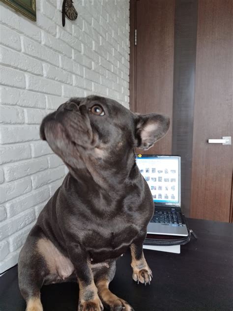 Французский бульдог