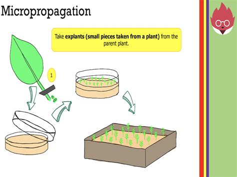 Micropropagation Teaching Resources