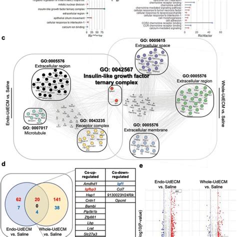 Gene Ontology And Gene‐gene Interaction Analysis Lollipop Plot Download Scientific Diagram