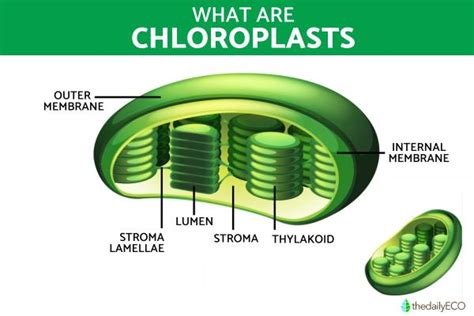 Chloroplast Function In A Plant Cell