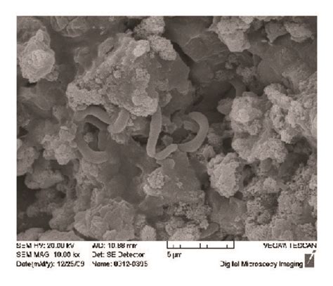 Sem Photomicrographs Of The Rod Bacteria Fossils And Biofilms Eds Data