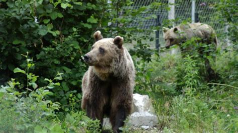 Паркът за танцуващи мечки край Белица ще се превърне в „зелен парк“ Теми от деня БНР Новини