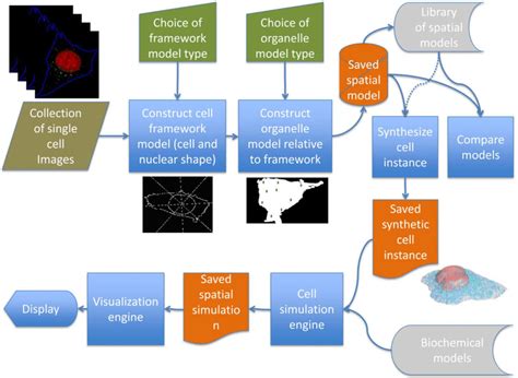 A Diagram Of Generating And Visualizing Representative Cells After