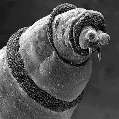 Everyday Things Photographed Under An Electron Microscope Imgur Electron Microscope