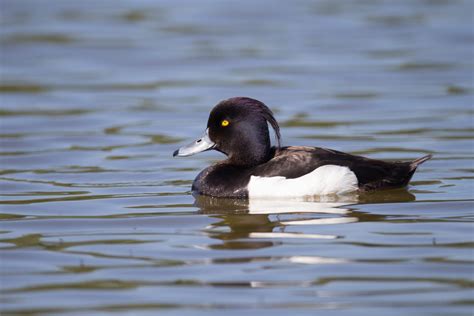 28 Février 2021 Fuligule Morillon 06