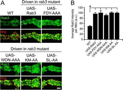 cdr region mutations do not disrupt rab3 trafficking to nmjs a