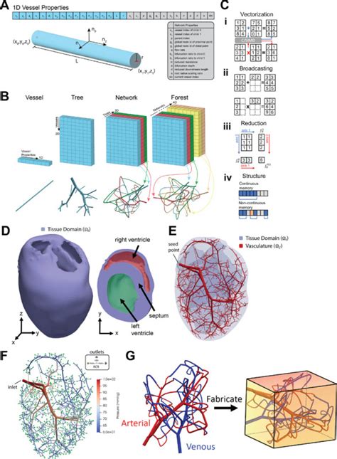Rapid Model Guided Design Of Organ Scale Synthetic Vasculature For