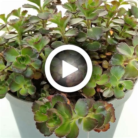 Sedum Spurium Raspberry Red 14 Cm Crassulaceae Giromagi Vendita