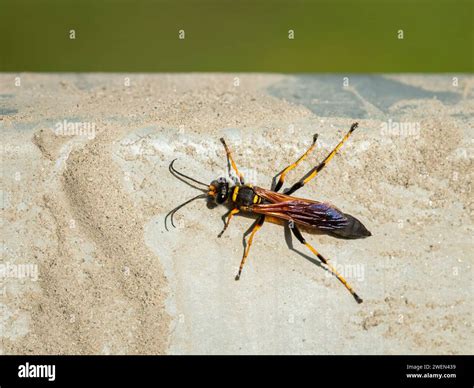 Closeup Of A Big Mud Dauber Wasp Sceliphron Caementarium Sunny Day In Summer Austria Stock