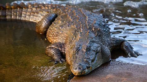 Mugger Crocodile 2026 Incredible Facts Habitat Diet And More