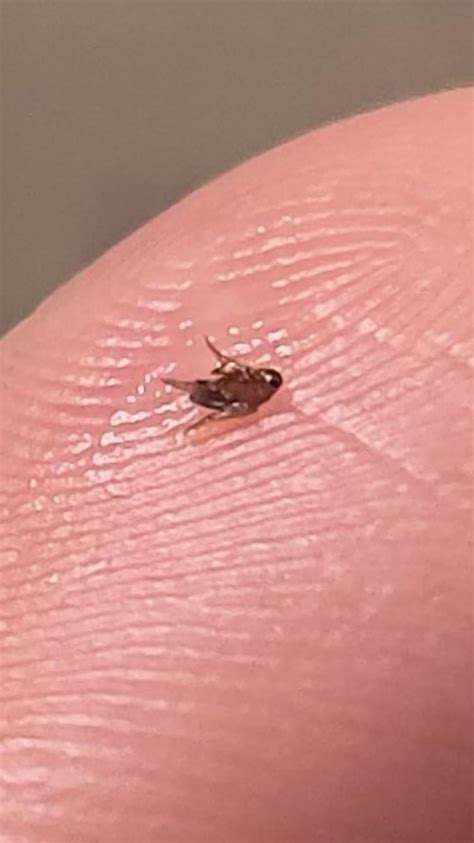 Is This A Flea Rpestcontrol