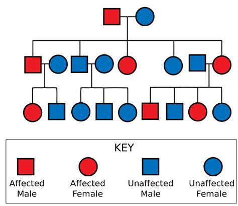 Solved For Each Pedigree Below Determine The Most Likely