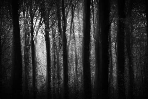 Deep Dark Woods 2016 Black And White Photograph C Type By Paul Nash Artfinder