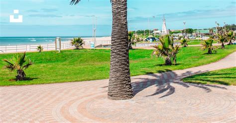 바다 옆 벽돌 산책로에 있는 야자수 사진 Unsplash의 무료 제프리스 베이jeffrey Bay 이미지