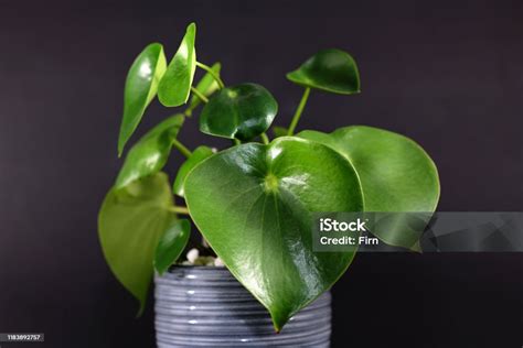 짙은 검은 색 배경에 회색 화분에 두꺼운 하트 모양의 잎이있는 열대 페페로미아 폴리 보트리아 라디에이터 식물 집 식물 검정색 배경에 대한 스톡 사진 및 기타 이미지 Istock