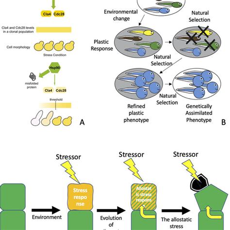 Comparing Models Of Stress Induced Adaptation With Stress Induced