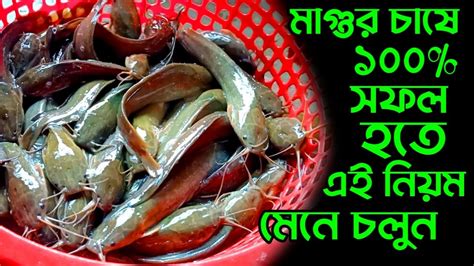 মাগুর মাছ চাষে সফল হওয়ার সঠিক নিয়ম মাগুর মাছ চাষ পদ্ধতি মাগুর মাছ চাষ মাগুর মাছের পোনা