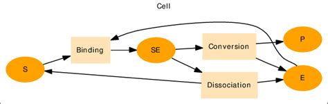 A Simple Biochemical Network Download Scientific Diagram