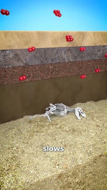 How Fossilization Works 🤔 Youtube