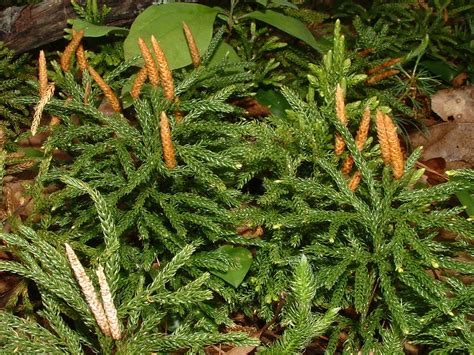 Club Mosses Club Moss Assortment 2 Inch Pots 3 Different Mossy