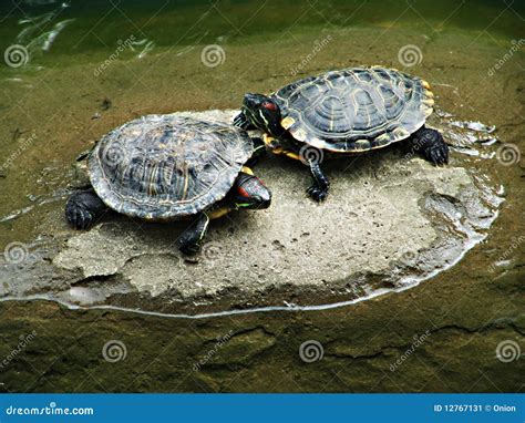 Two Turtles Fighting Stock Image Image Of Crawl Feet 12767131