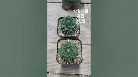 제관2만원 산골다육이 01063881727다육식물 선인장 Youtube