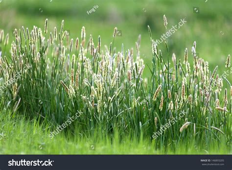 Timothy Grass Identification