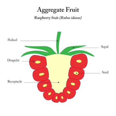 Premium Vector Raspberry Fruit Rubus Idaeus