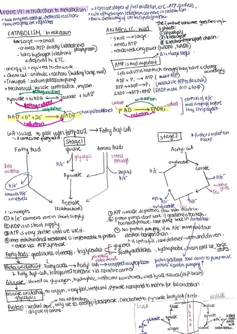 Metabolic Notes Lecture Summaries BCMB Studocu