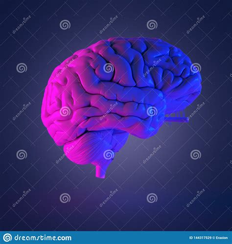 Allocortex Cartoons Illustrations And Vector Stock Images 105 Pictures