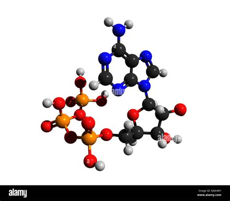 Top 95 Pictures What Are The Components Of Adenosine Triphosphate Atp