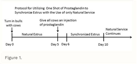 Synchronizing Cows With One Injection One Time Through Chute And Bull Breed Drovers