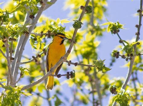 Bullocks Oriole Eagle Mountain Nature And Wildlife Alliance