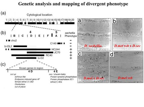 Ppt Quantitative Trait Locus Qtl Mapping Powerpoint Presentation Free Download Id5542853
