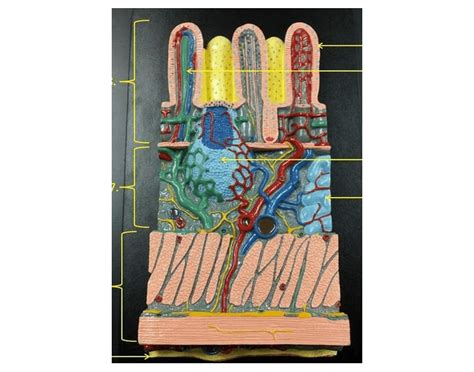 Bio 105 Jejunum Model Quiz