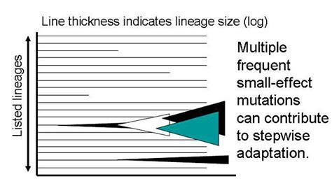 Adaptive Evolution Proceeds By Pathways Of Sequential Frequent