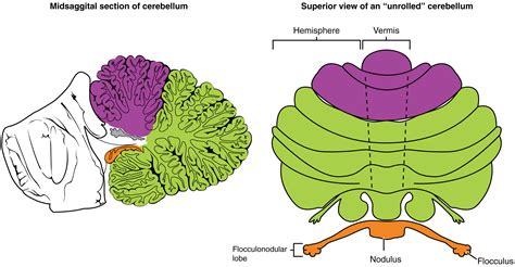 Cerebellar Vermis Function
