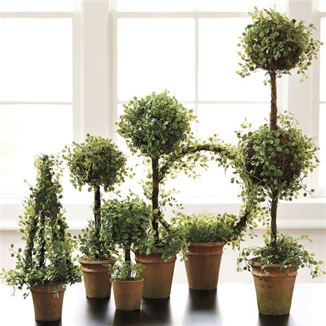 Button Leaf Topiary Ballard Designs Topiary Plants Topiary Garden