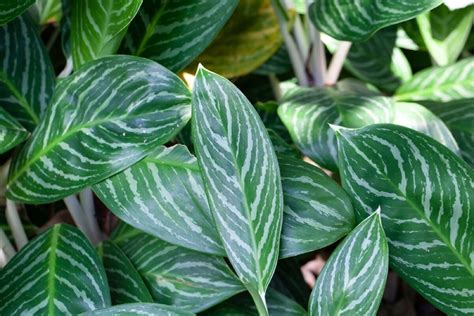 How To Repot Chinese Evergreen Expert Tips And Guide Foliage Friend Learn About Different