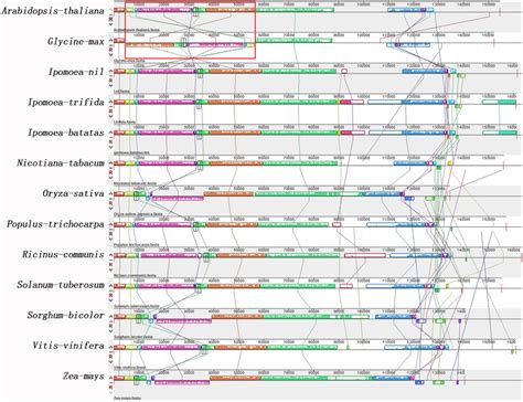 Gene Map And Genome Alignment Of 13 Basal Important Angiosperms Download Scientific Diagram
