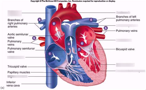 Cardiovascular System Diagram Quizlet