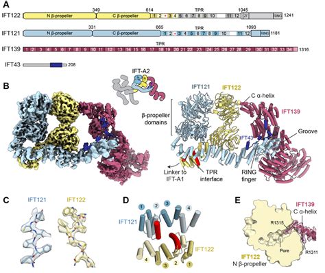The Ift A2 Module Is An Interconnected Assembly Of Ift122 Ift121 Download Scientific Diagram