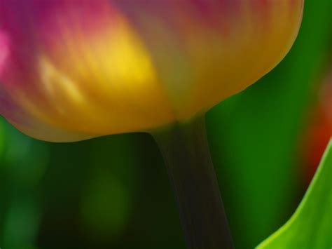 나의 힘이 되신 여호와여 동영상 네이버 블로그