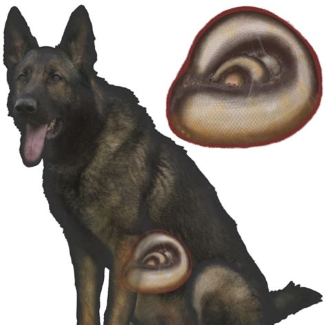 Rule 34 Belly Bodily Fluids Canid Canine Canis Digestion Digestive