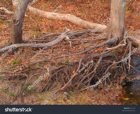Exposed Tree Roots From Soil Erosion Stock Photo Shutterstock