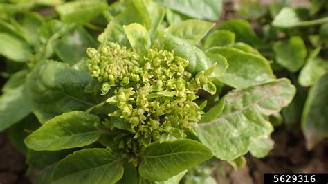 Aster Yellows Phytoplasma Candidatus Phytoplasma Asteris Related